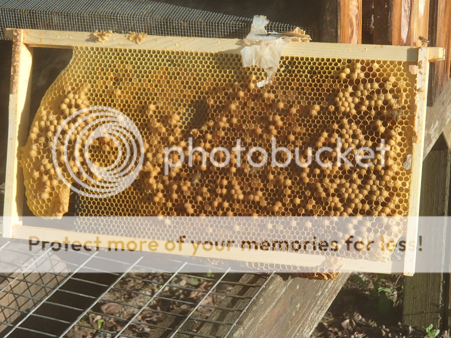 How to tell if I have a laying worker or a new queen? | Beesource Beekeeping Forums